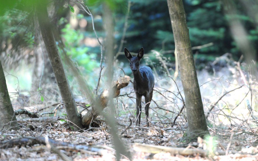 Zwarte ree duikt op in Lunterens bos