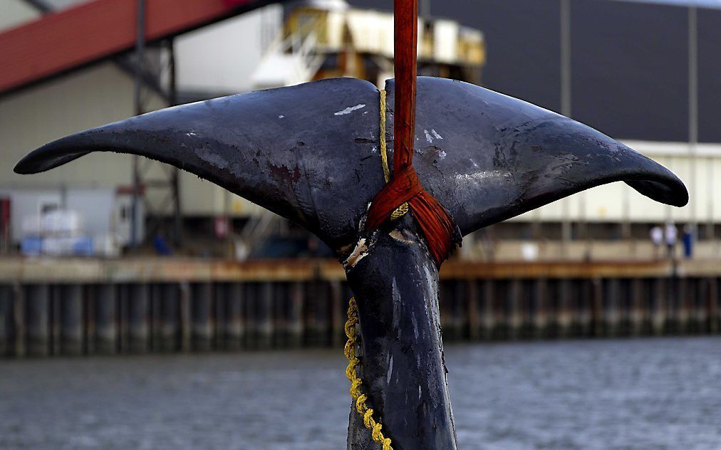 Potvis uit het water