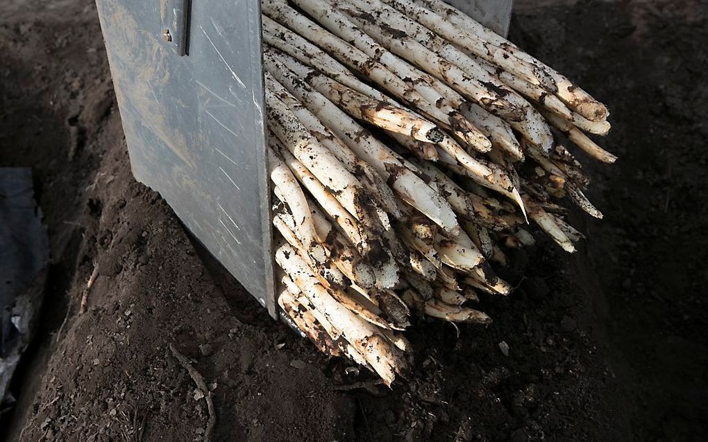 Aspergeteelt Nederland groeit