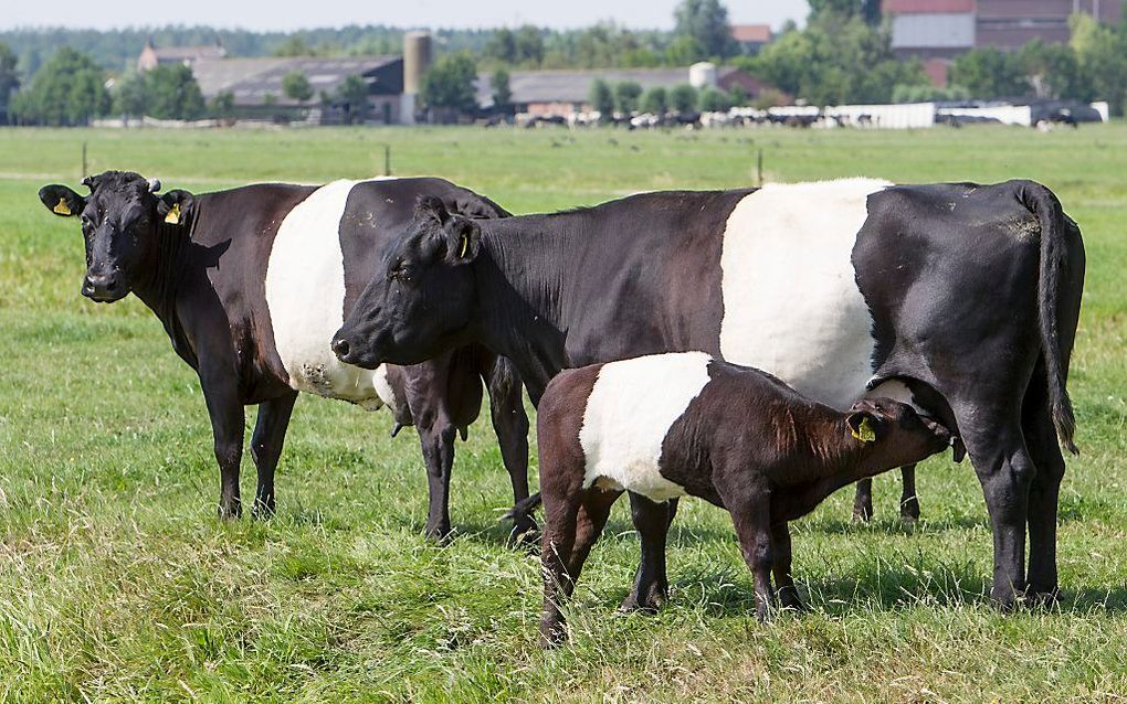 Van Dam wil zeldzame koeienrassen ontzien