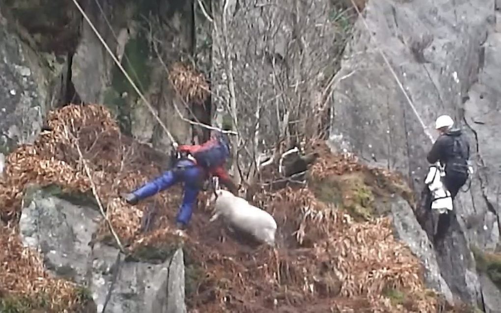 Schaap na dagen gered van richel in Wales (video)