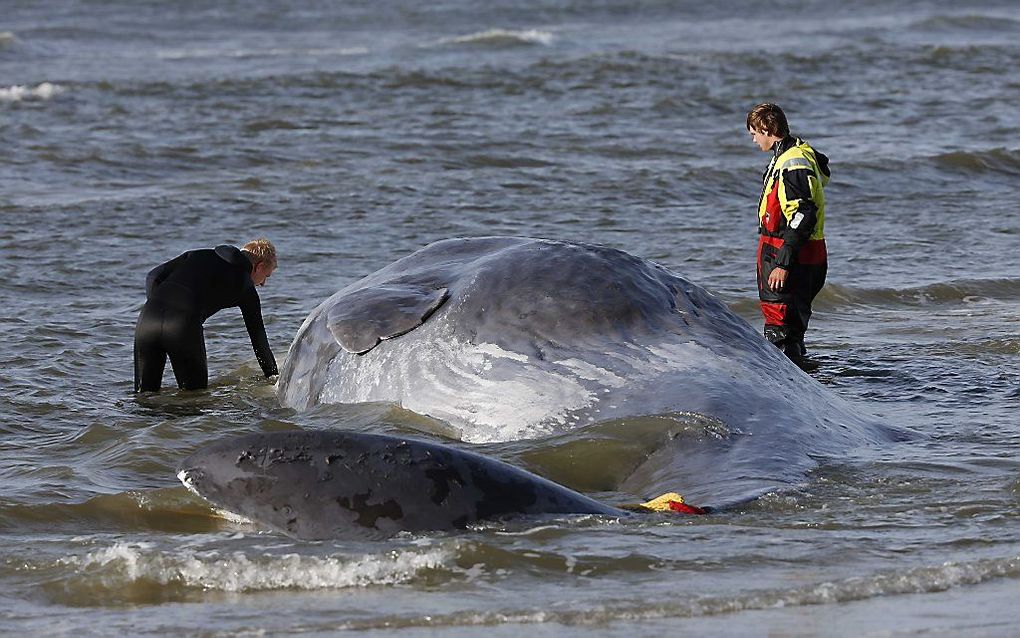 KNRM: gestrande potvis is dood