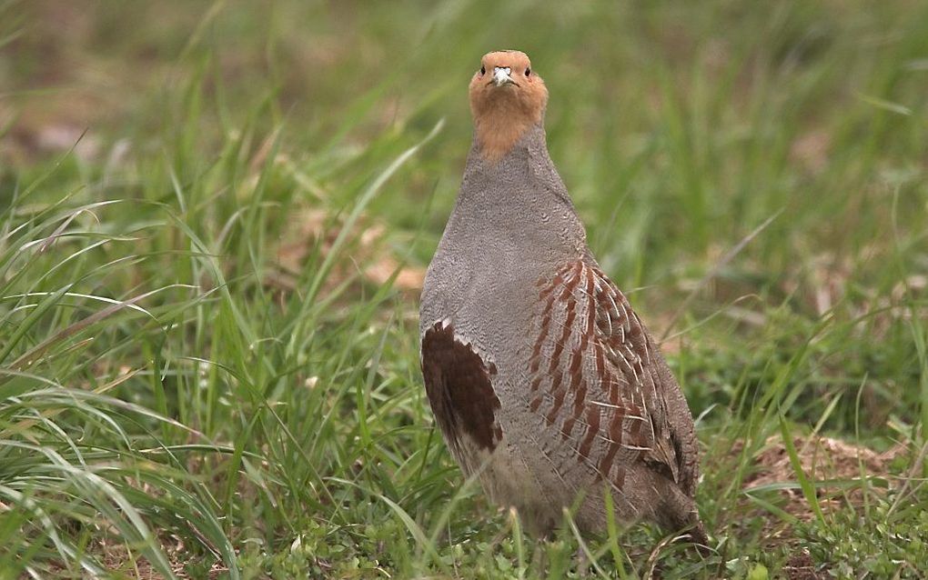 Geheimzinnige patrijs bijna uit Nederland verdwenen