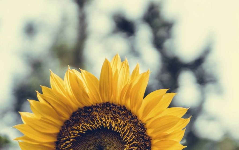 Gelaagdheid en wijsheid in gedichten van Maria de Groot