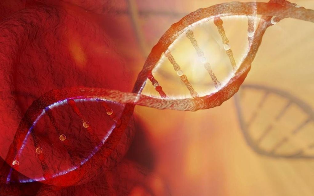 Onderzoek wijst op recente oorsprong mens en dier