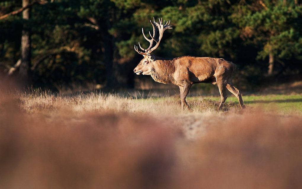 Afschot van duizenden grote hoefdieren op de Veluwe nodig
