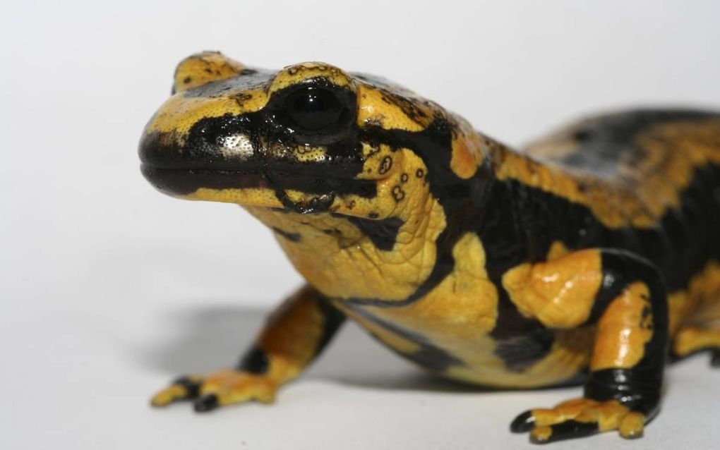 Schimmelziekte nekt vuursalamander in Nederland