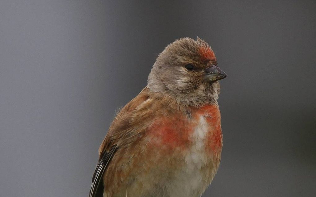Robijntje op de Rode Lijst