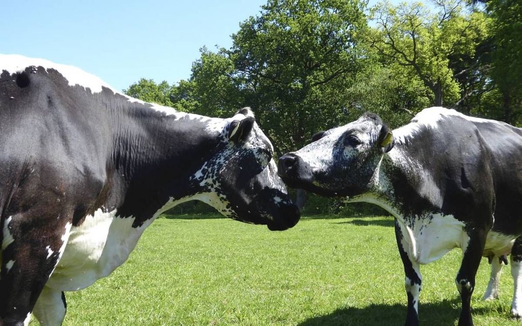 Zeldzame runderrassen: sterker dan de standaardkoe