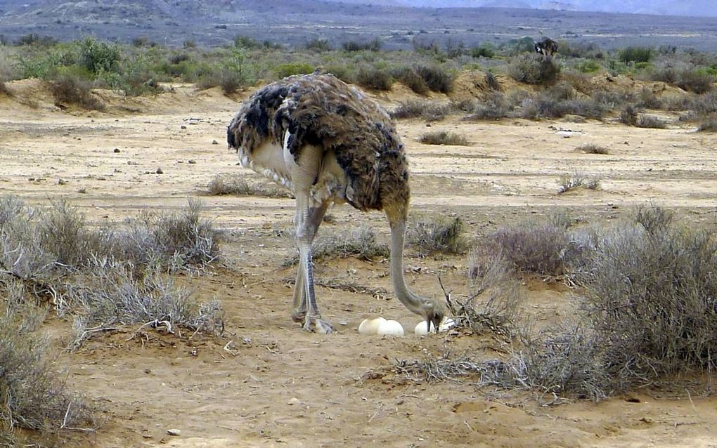 Boeren met de ”volstruis”