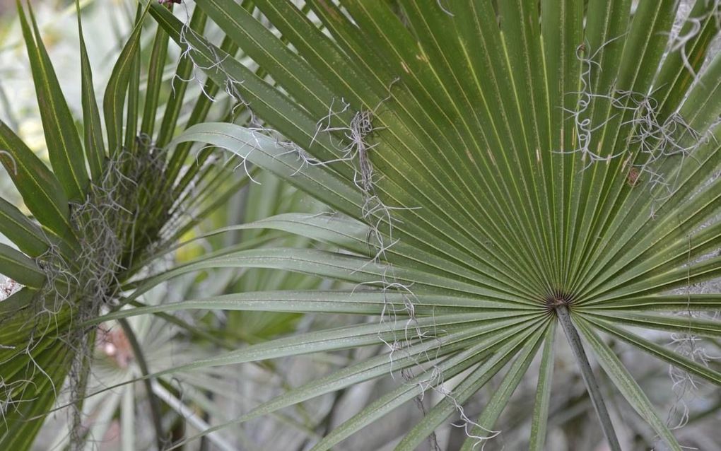 Prostasol bevatte stiekem DES-hormoon