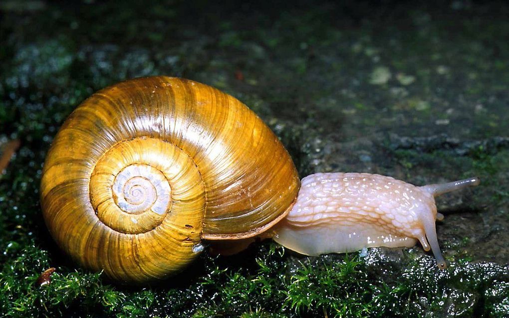 Zelfs de slak bereikte de ark