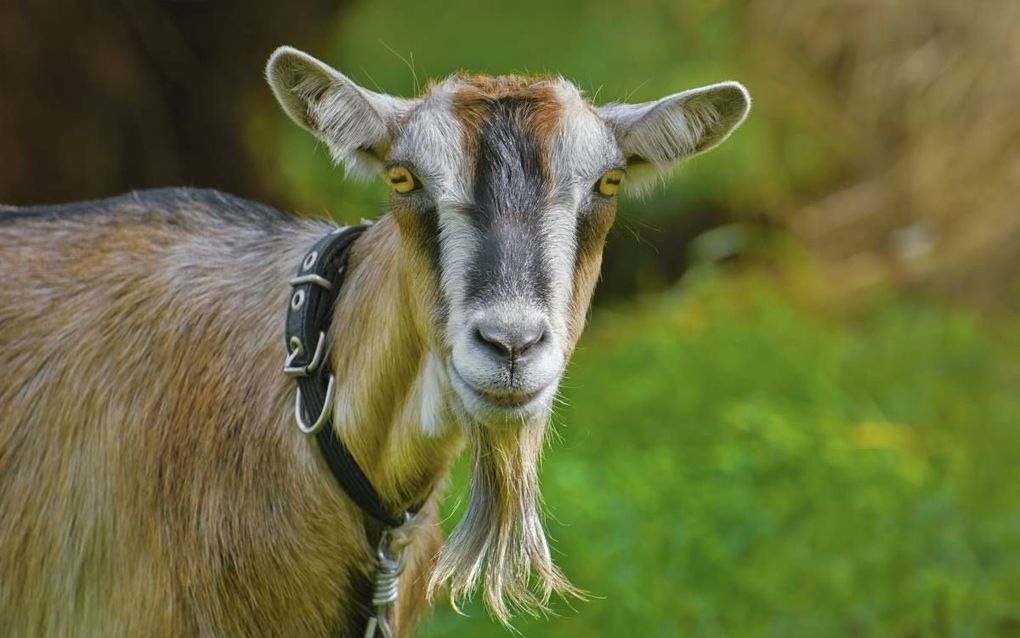 Taalrubriek: Waar zitten die lurven dan toch?