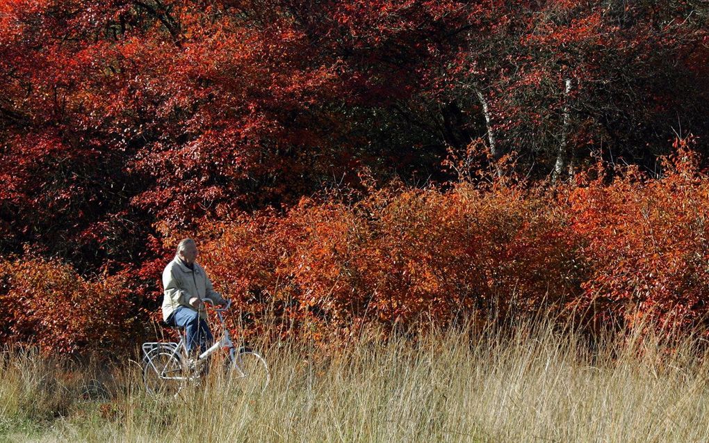 Hoge Veluwe: Wolf komt naar bezoekers toe