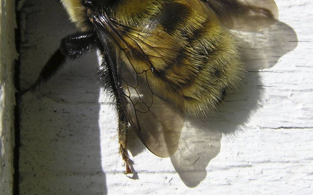Insecticide dat bijen doodt gaat laatste jaar in