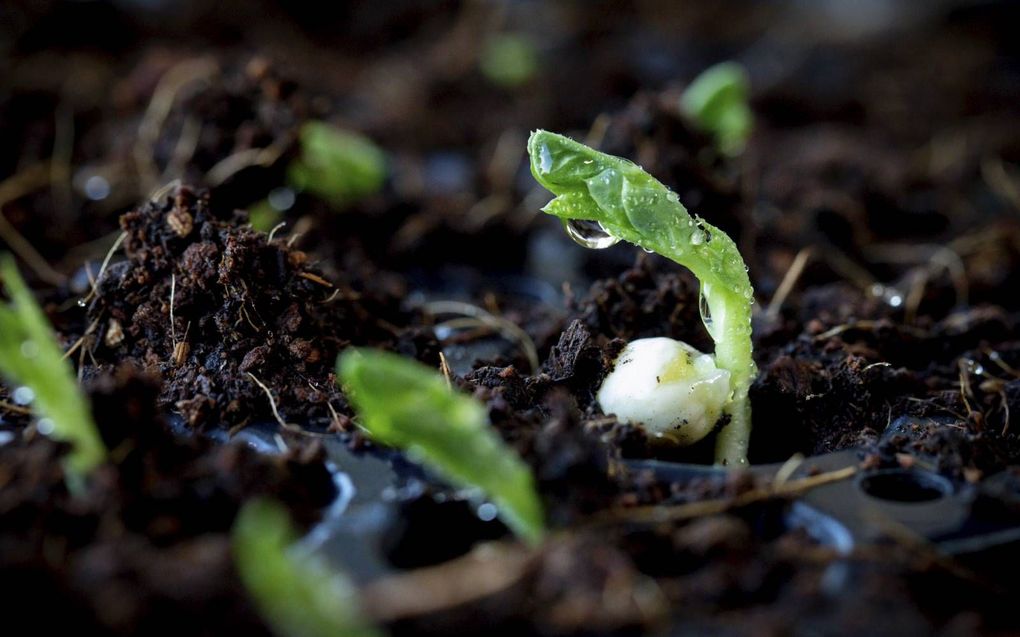 Tuinieren: Zaadje planten en vreugde oogsten