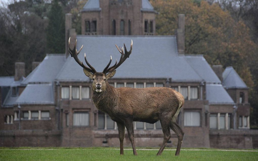 Beroemd hert Hoge Veluwe gedood tijdens bronst