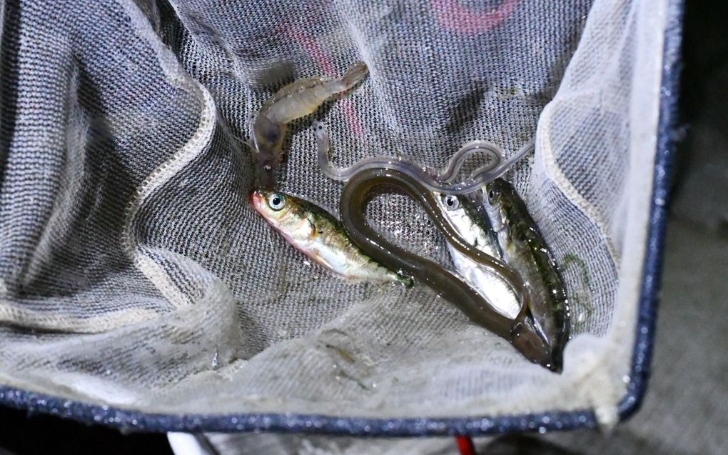 Vrijwilligers vangen glasaal om de visstand te verbeteren