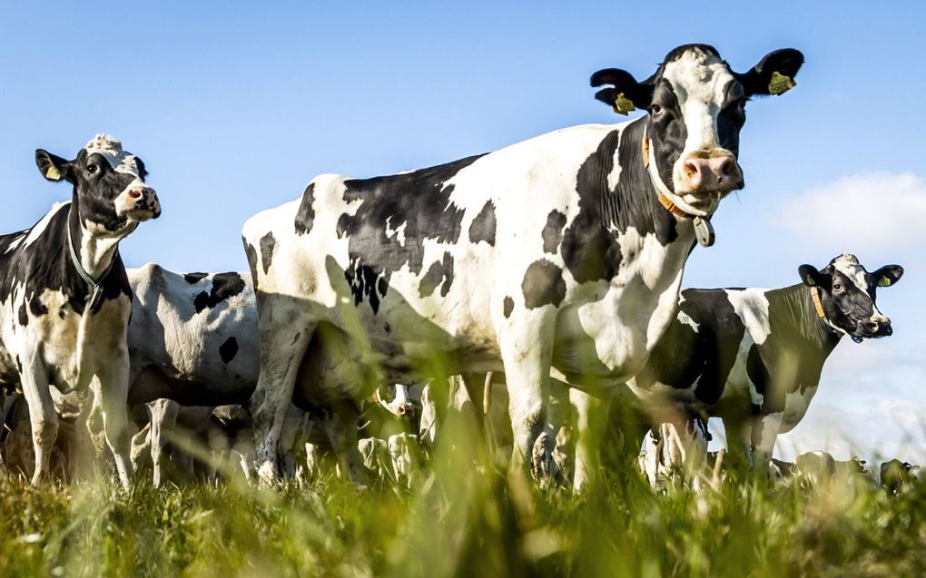Steeds minder stikstof in mest, toch een probleem. Hoe zit dat?