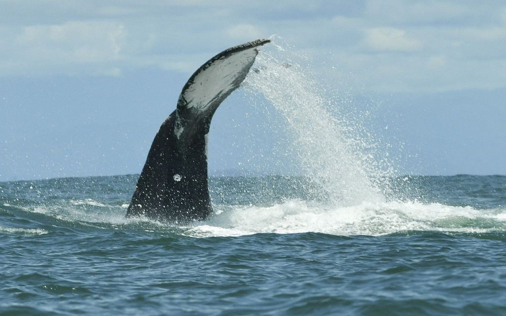 Vijf doden na botsing tussen boot en walvis in Nieuw-Zeeland