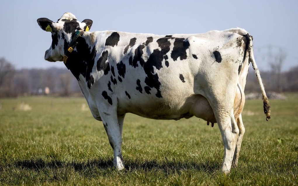 ‘Gekke’ koe mag niet in voedselketen komen