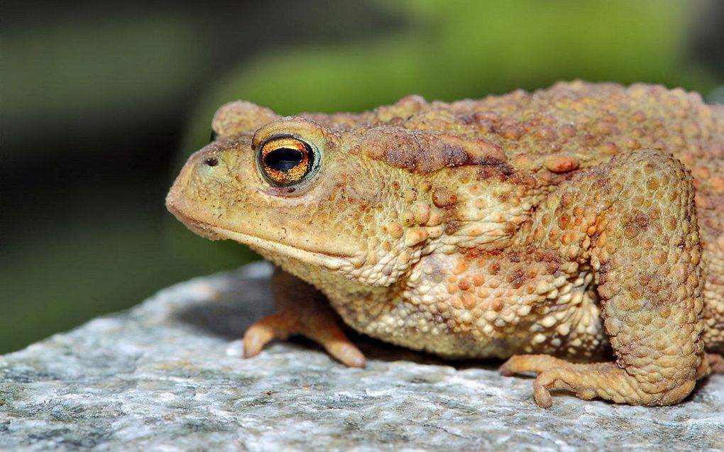 Paddentrek komt op stoom