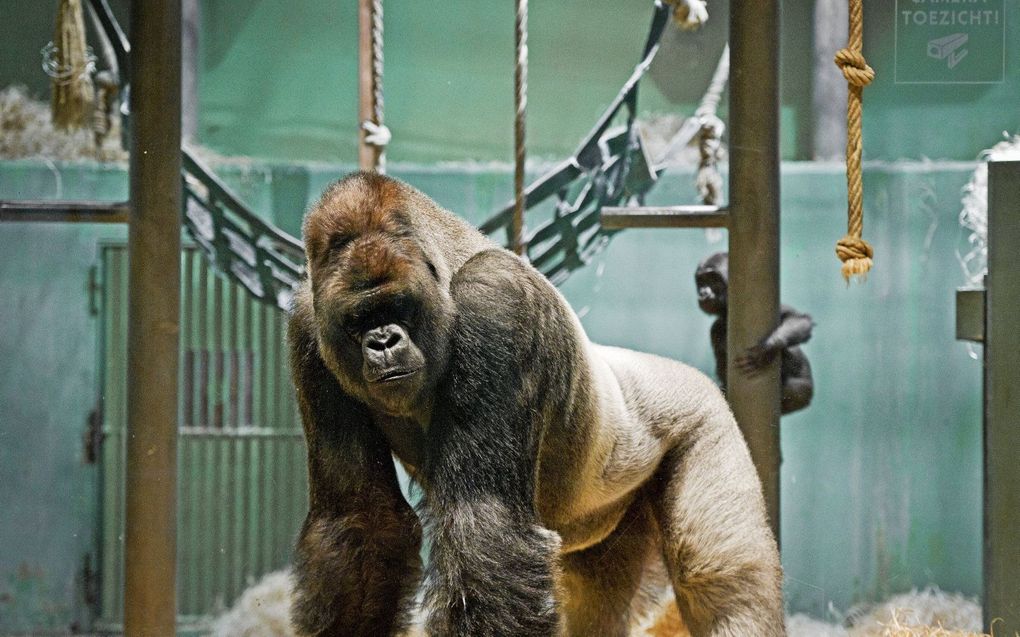 Beroemde gorilla Bokito uit Diergaarde Blijdorp dood