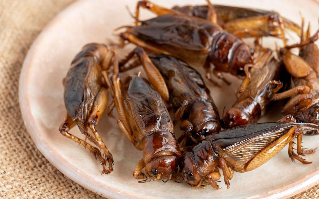 Op zoek naar een knapperige krekel