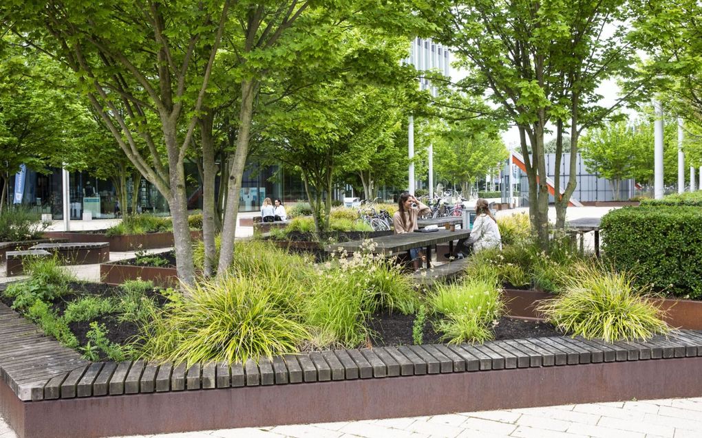 Rotterdam krijgt twintig hectare nieuw groen in strijd tegen gevolgen ...