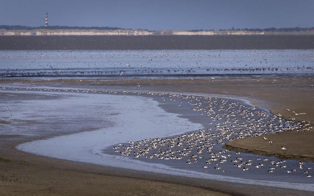 De Waddenzee wordt zouter door klimaatopwarming. Dat raakt trekvissen, maar er is wat aan te doen