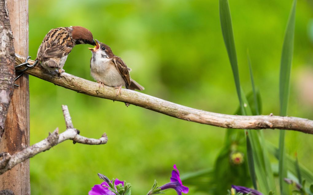 De mus is dus echt niet zomaar een vogeltje