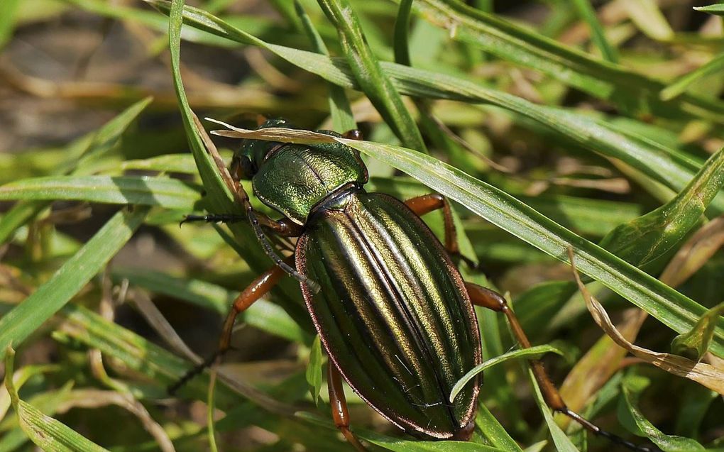 Kevers zijn belangrijk voor het ecosysteem