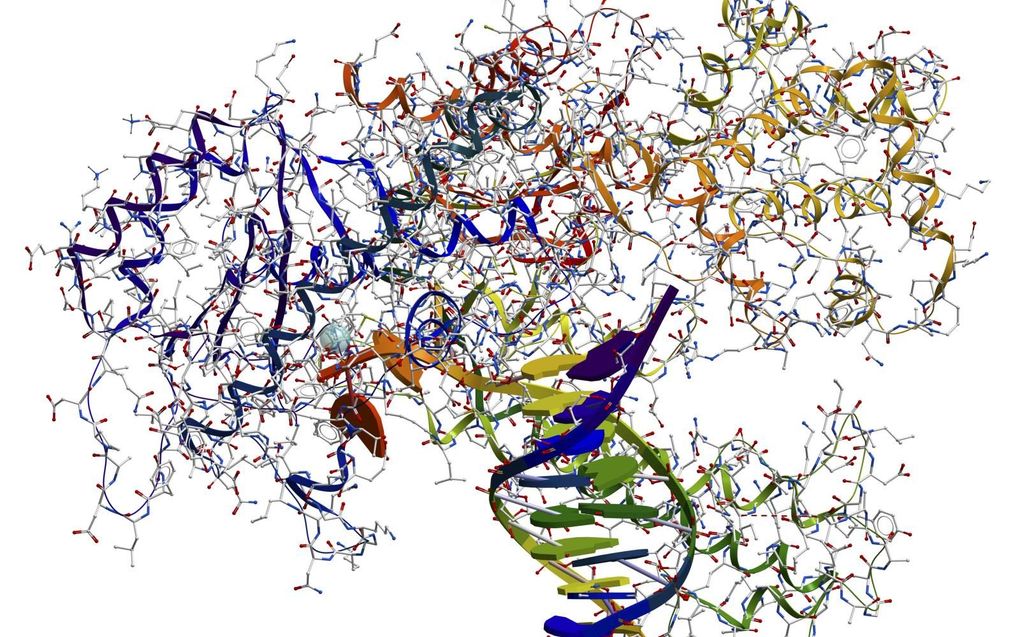 Dr. Boris Schmidtgall: Complexiteit cel ultieme bewijs voor schepping
