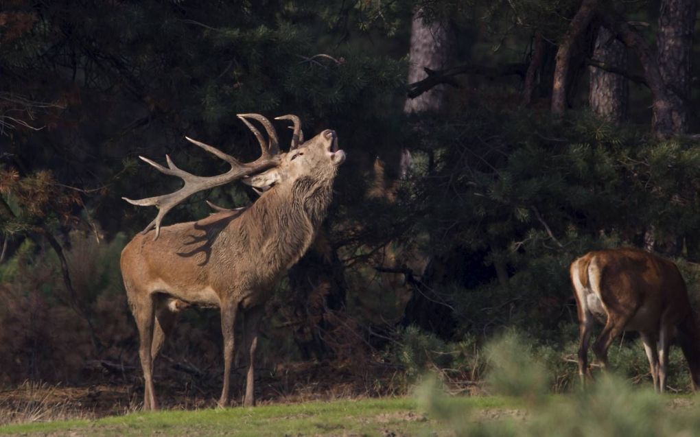 Afstand houden tijdens populaire bronst