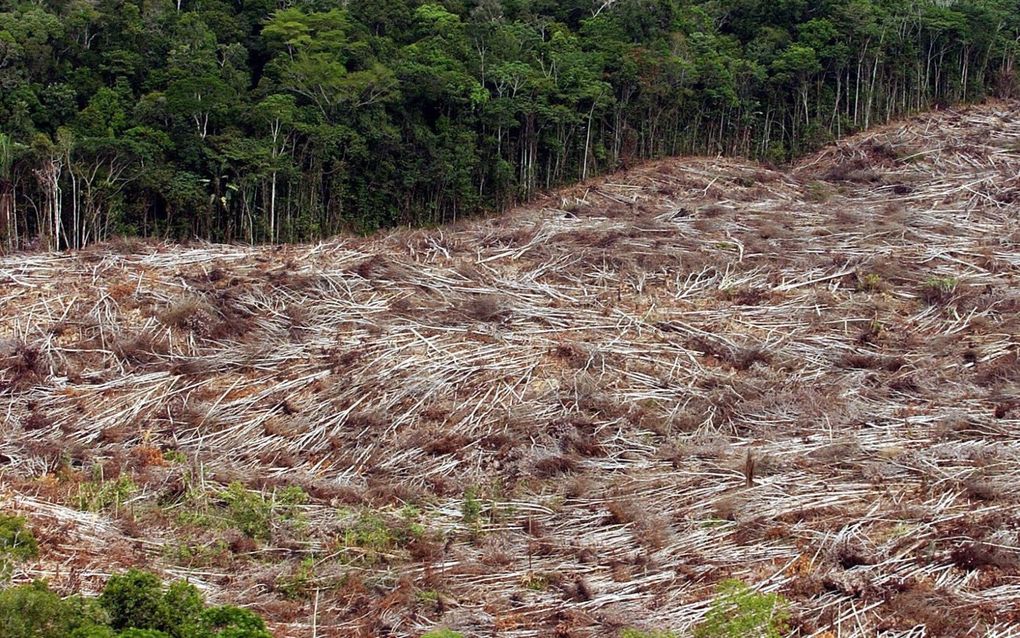 Ontbossing Amazoneregenwoud gehalveerd