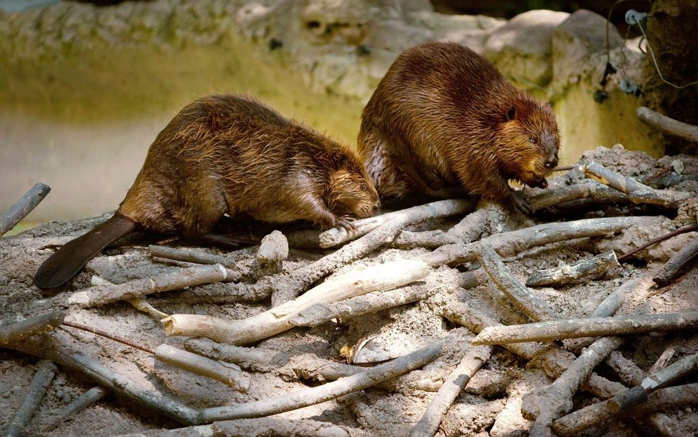 Steeds meer bevers in Nederland