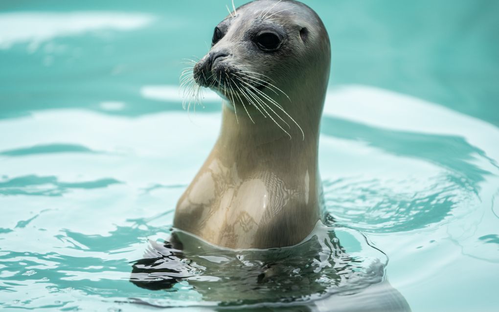 Door sluizen en de Afsluitdijk doet zeehond minder vaak de stad aan