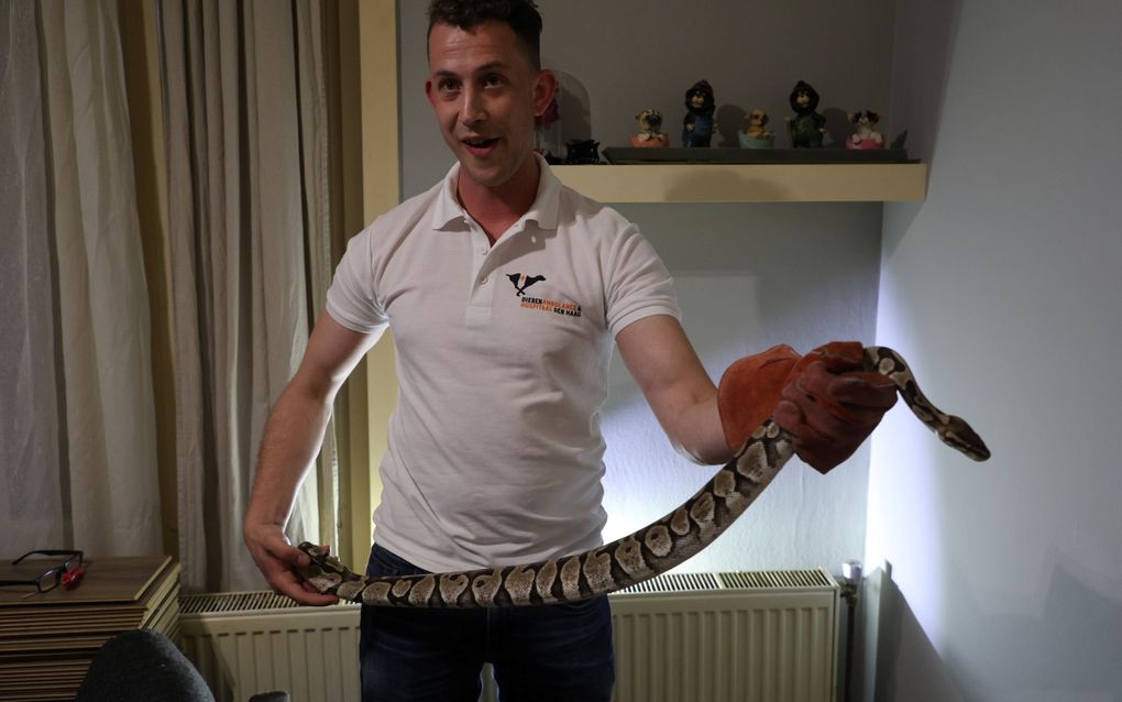 Sven ving koningspython in Haags huis: „Toch wel spannend”