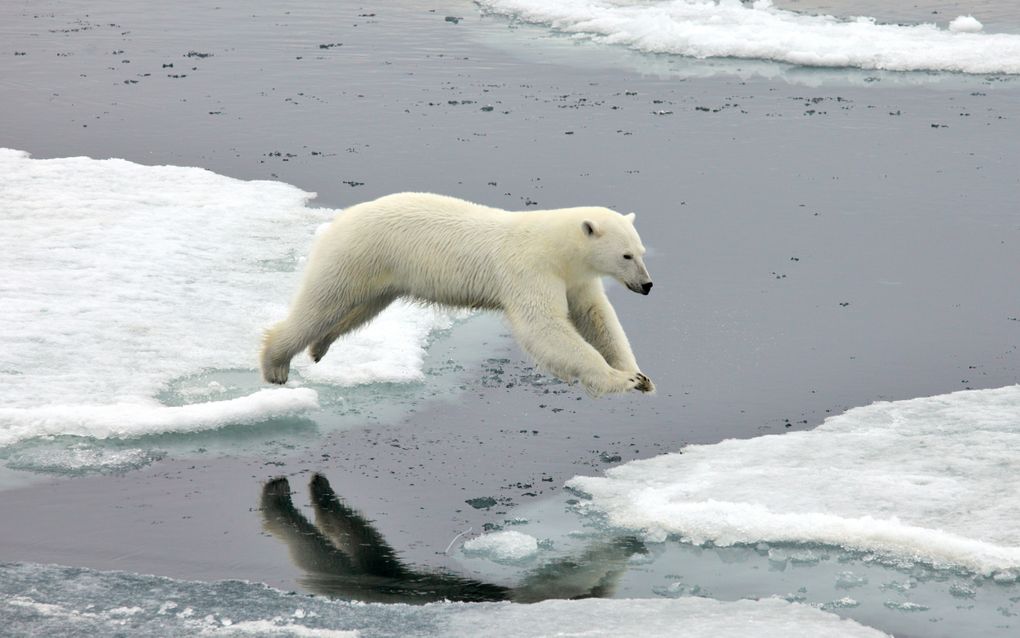 Onverwachts gevolg klimaatverandering: beren met ijsballen aan hun poten