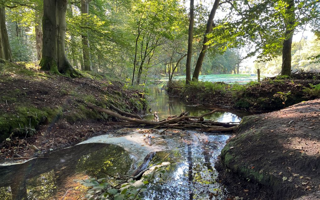 Verrassingen in het Renkums Beekdal