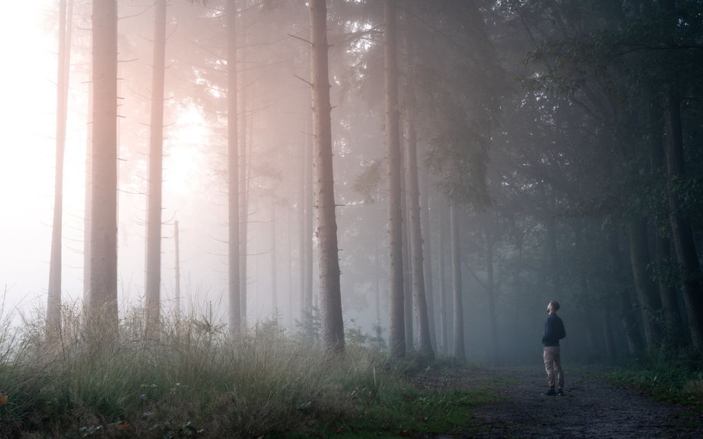 Mist geeft de natuur een mystieke sfeer