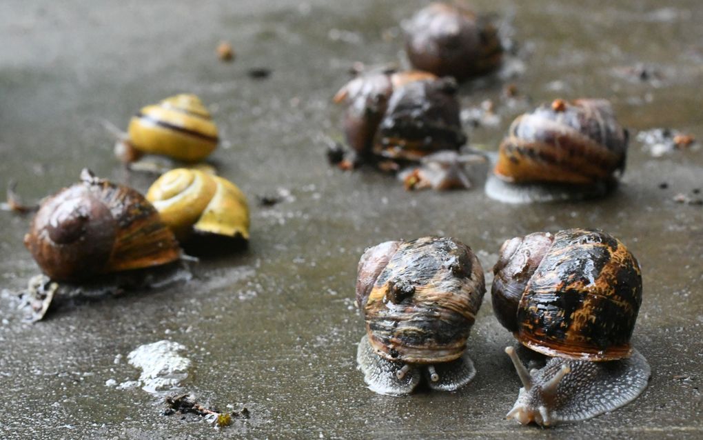 Explosie van slakken door nat voorjaar: „De sla is alweer opgegeten”
