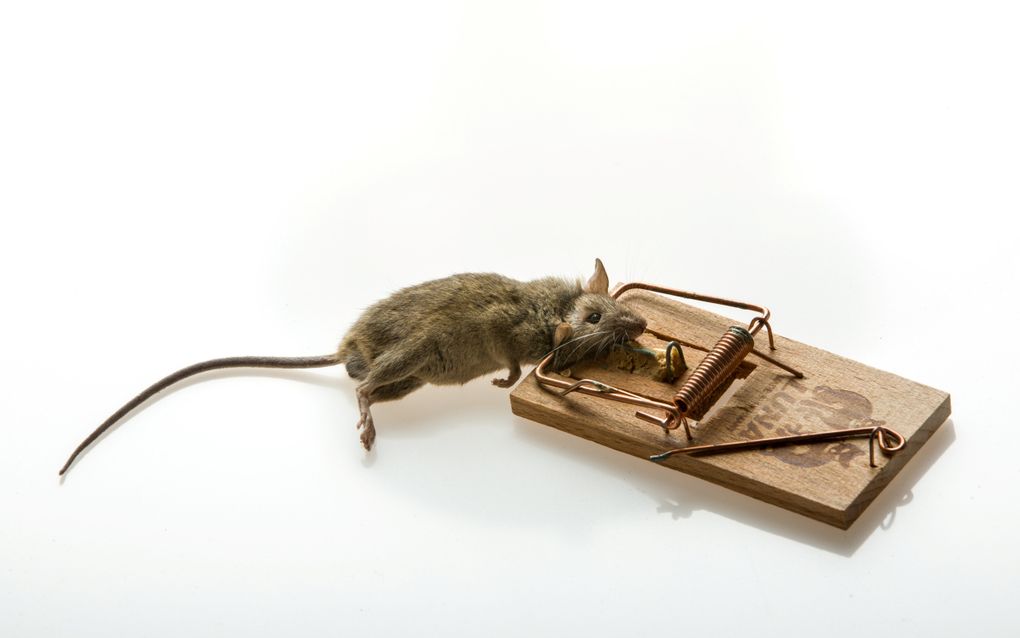 Koekkruimels in huis lokken 24 muizen