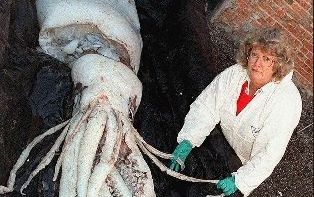 Reuzeninktvissen, fascinerende ‘monsters’