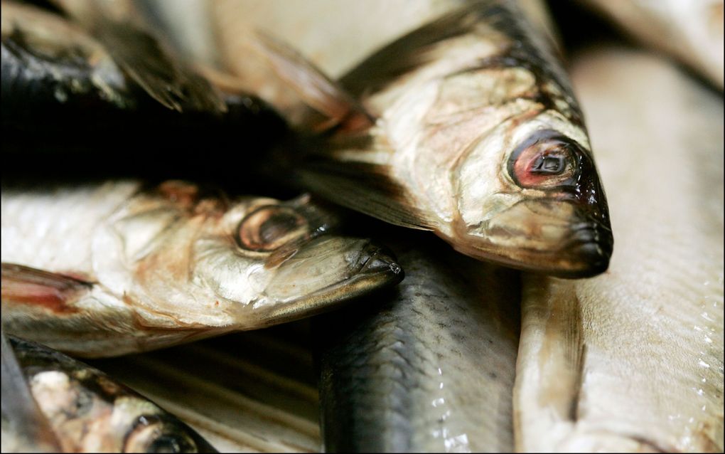 Minister: Meer haring in de zee