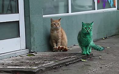 Groene kat loopt rond in Bulgaarse stad (video)