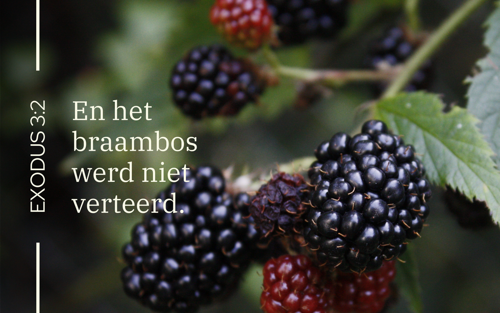 Meditatie: Niet verteerde braambos