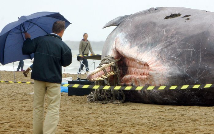 Tientallen potvissen gestrand bij Tasmanië