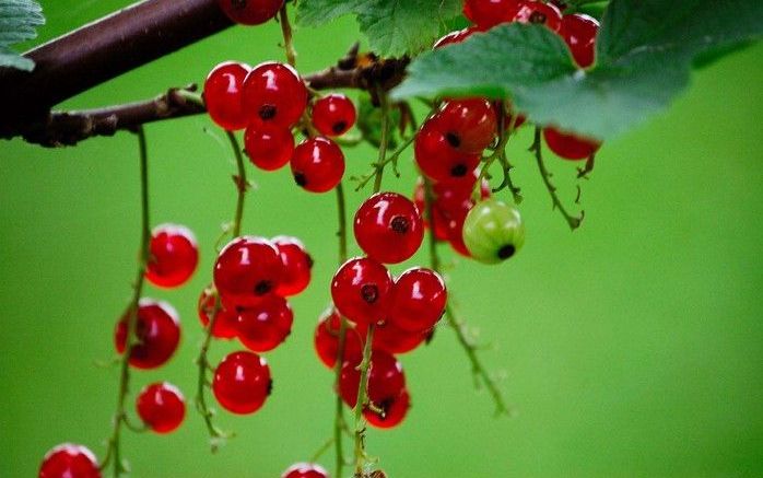 Bessen uit eigen tuin