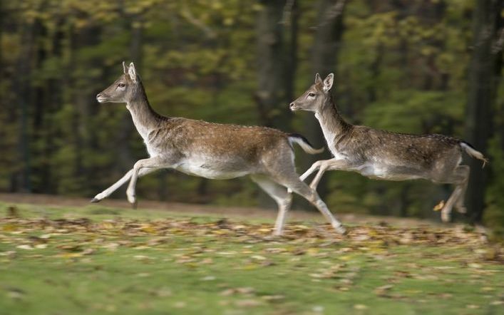 Heibel rond jacht op Zeeuwse damherten